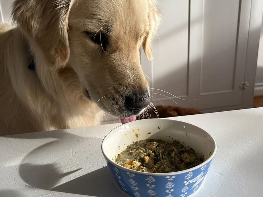 Why “Human Grade” Dog Food Isn’t What You Think – Healthy Dogma