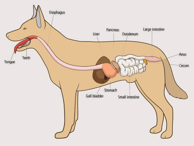 The Immune System in Dogs Explained – Healthy Dogma